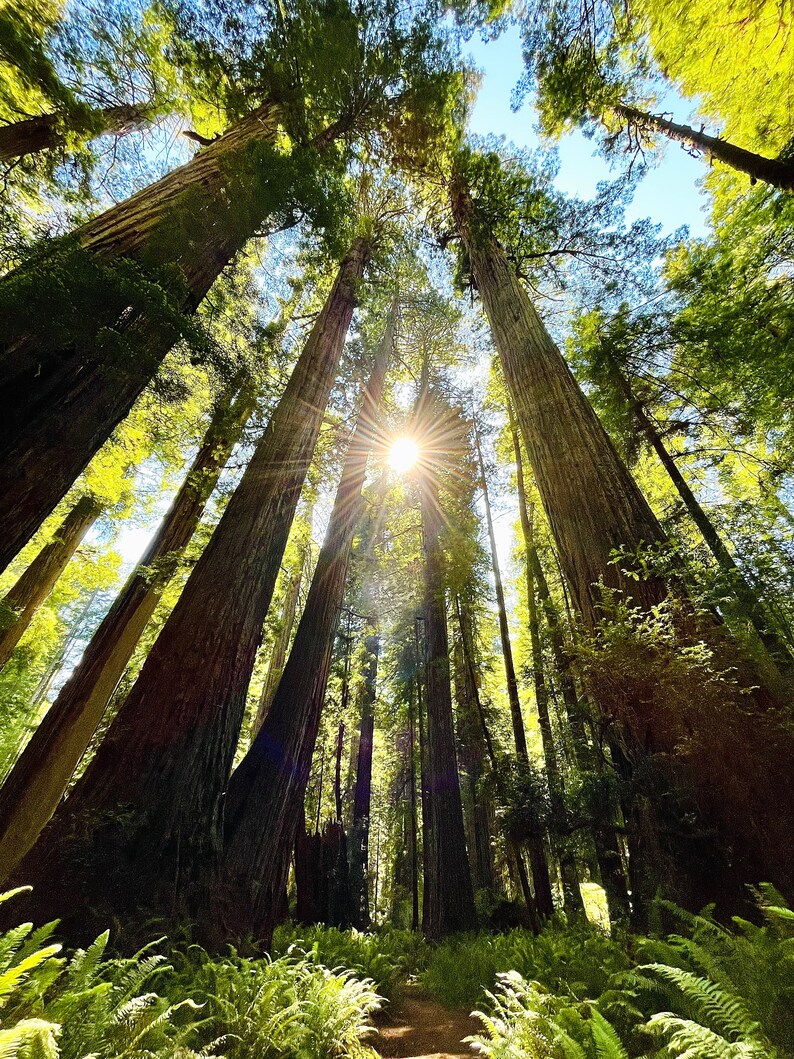 Redwood Forest, California Photography, Nature, Bohemian Style Prints ...