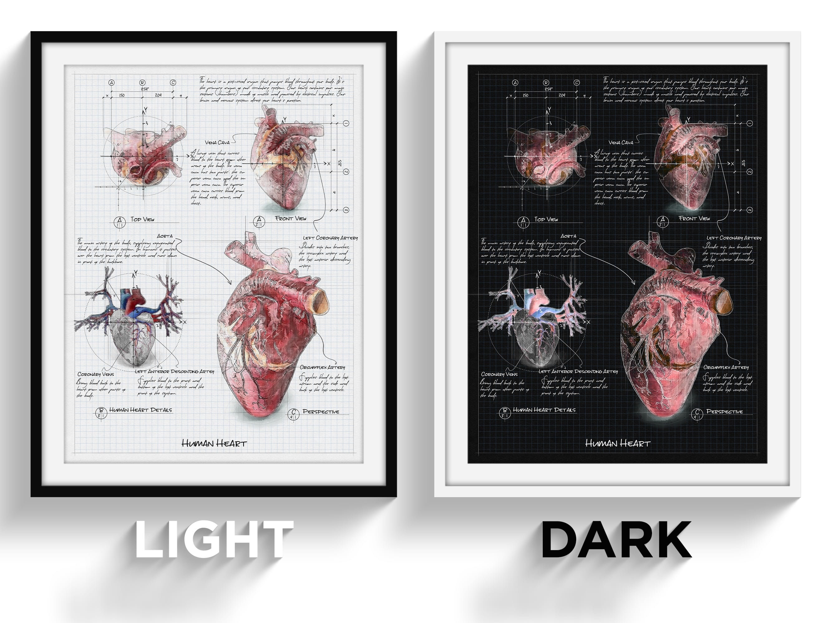 Human Heart Anatomy Poster Sketch, Black and White Poster, Monochrome ...
