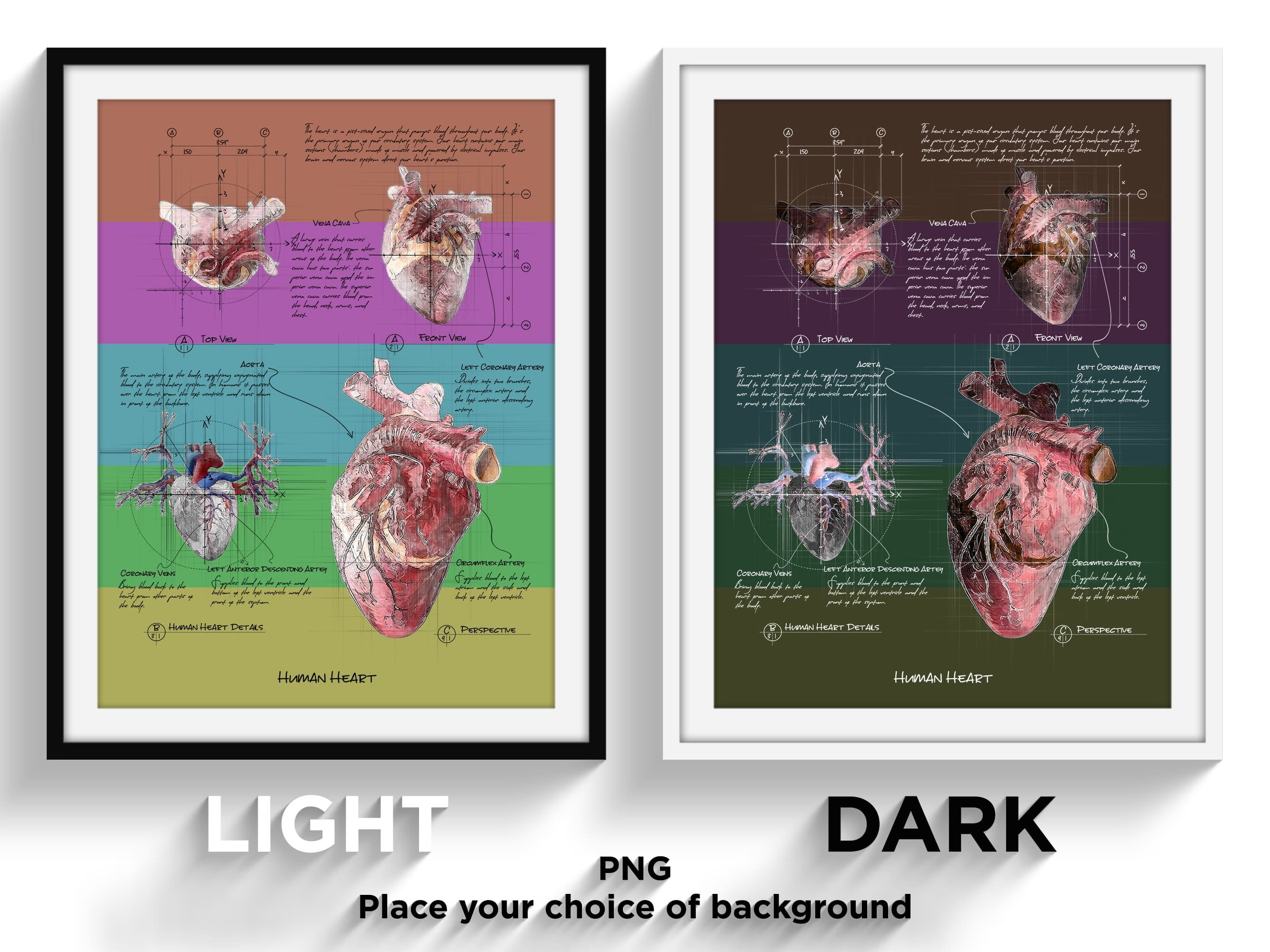 Human Heart Anatomy Poster Sketch, Black and White Poster, Monochrome ...