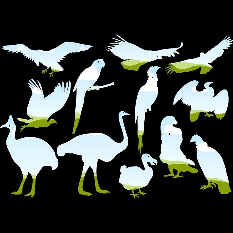 Bird Canva Frames Drag and Drop Birds Canva Templates Nature - Etsy