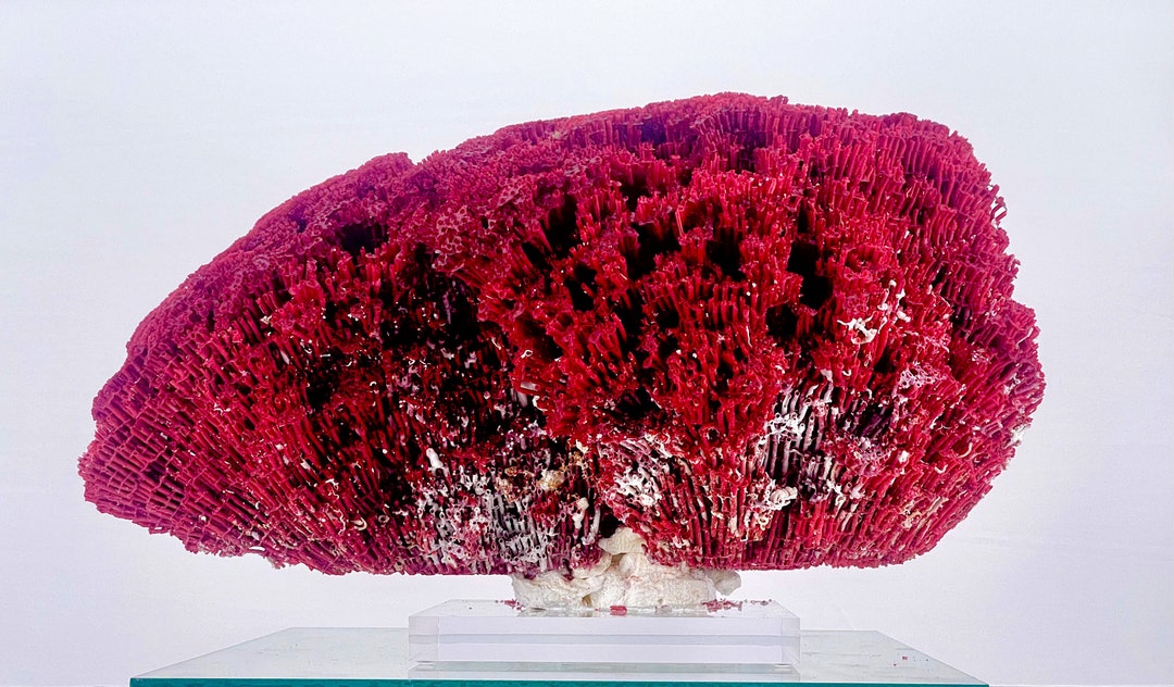 XXL Natural Red Coral Affixed on Museum Grade Acrylic Base - Etsy