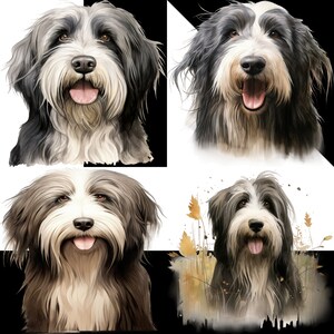 Chilling Bearded Collie PNG, Wizardly Whiskers,chilled Bearded Collie ...