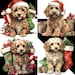 Gleeful Cockapoo Christmas PNG, Celebrate Christmas With Cockapoos ...