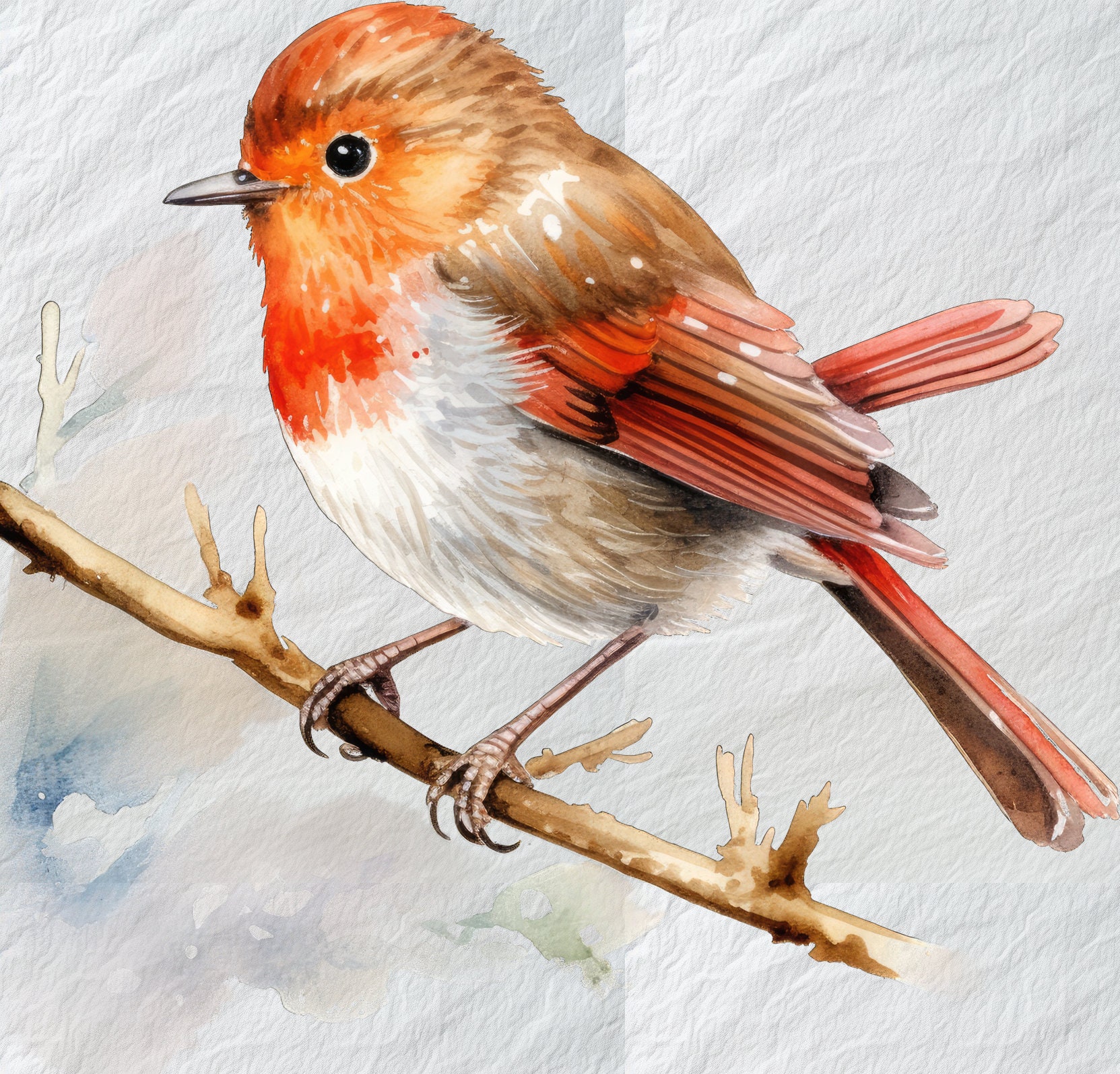 Red Wren in Winter Costume Watercolor PNG Clipart,watercolor Art,red ...