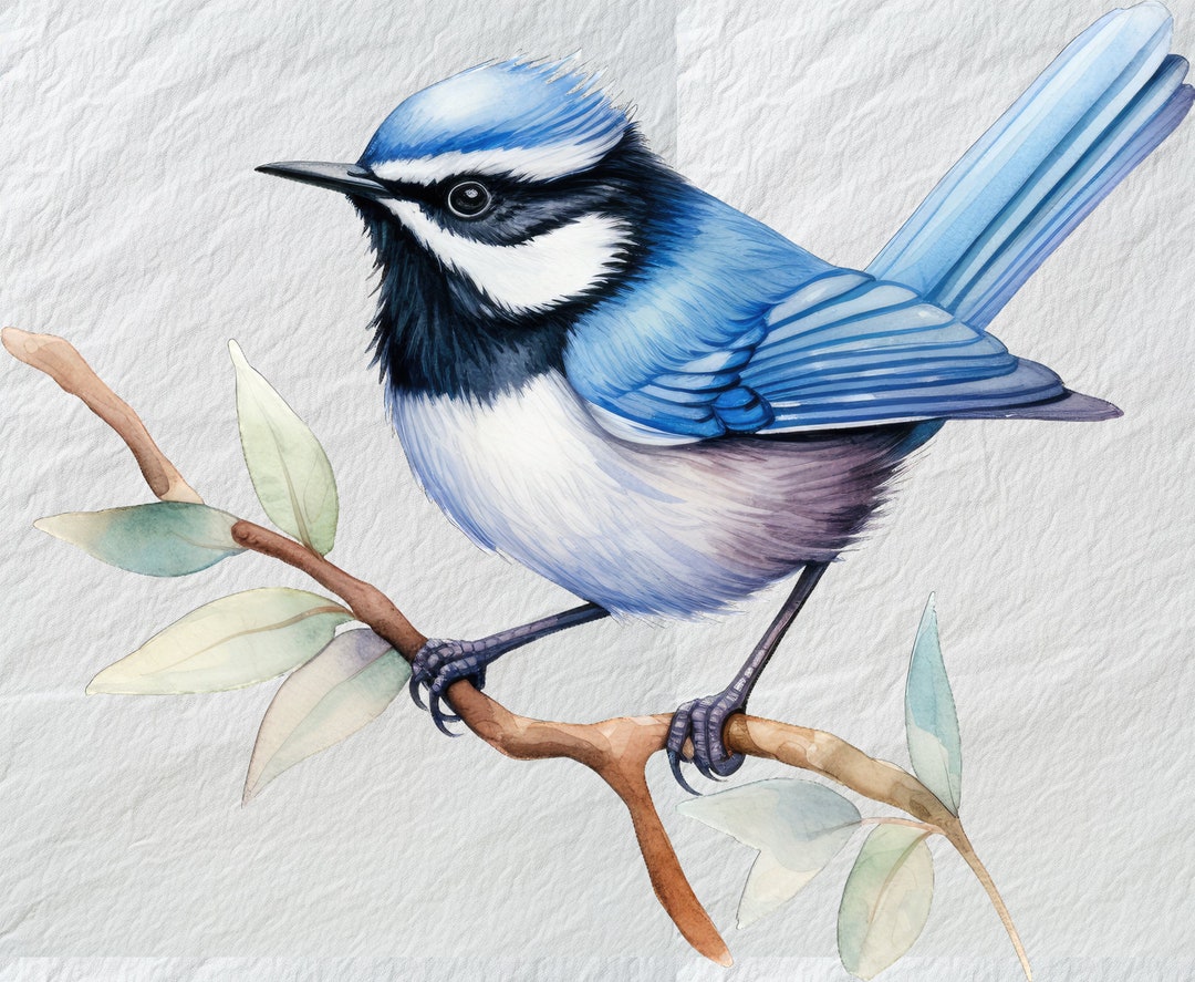 Blue Wren Watercolor PNG Clipartsolated, Cute Blue Wren Painting, Bird ...