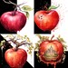 Enchanted Apple Whimsical Watercolor Illustration PNG Clipart,enchanted ...