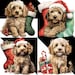 Gleeful Cockapoo Christmas PNG, Celebrate Christmas With Cockapoos ...