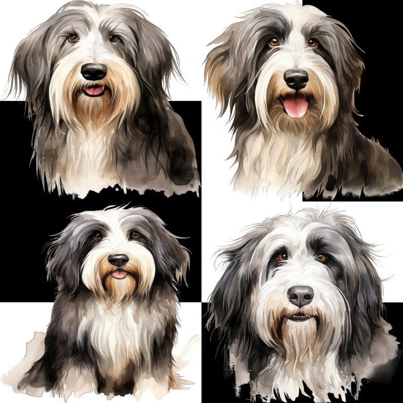Chilling Bearded Collie PNG, Wizardly Whiskers,chilled Bearded Collie ...