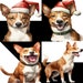 Gleeful Basenji Christmas Yodel Clipart,basenji Dog Yodeling for ...