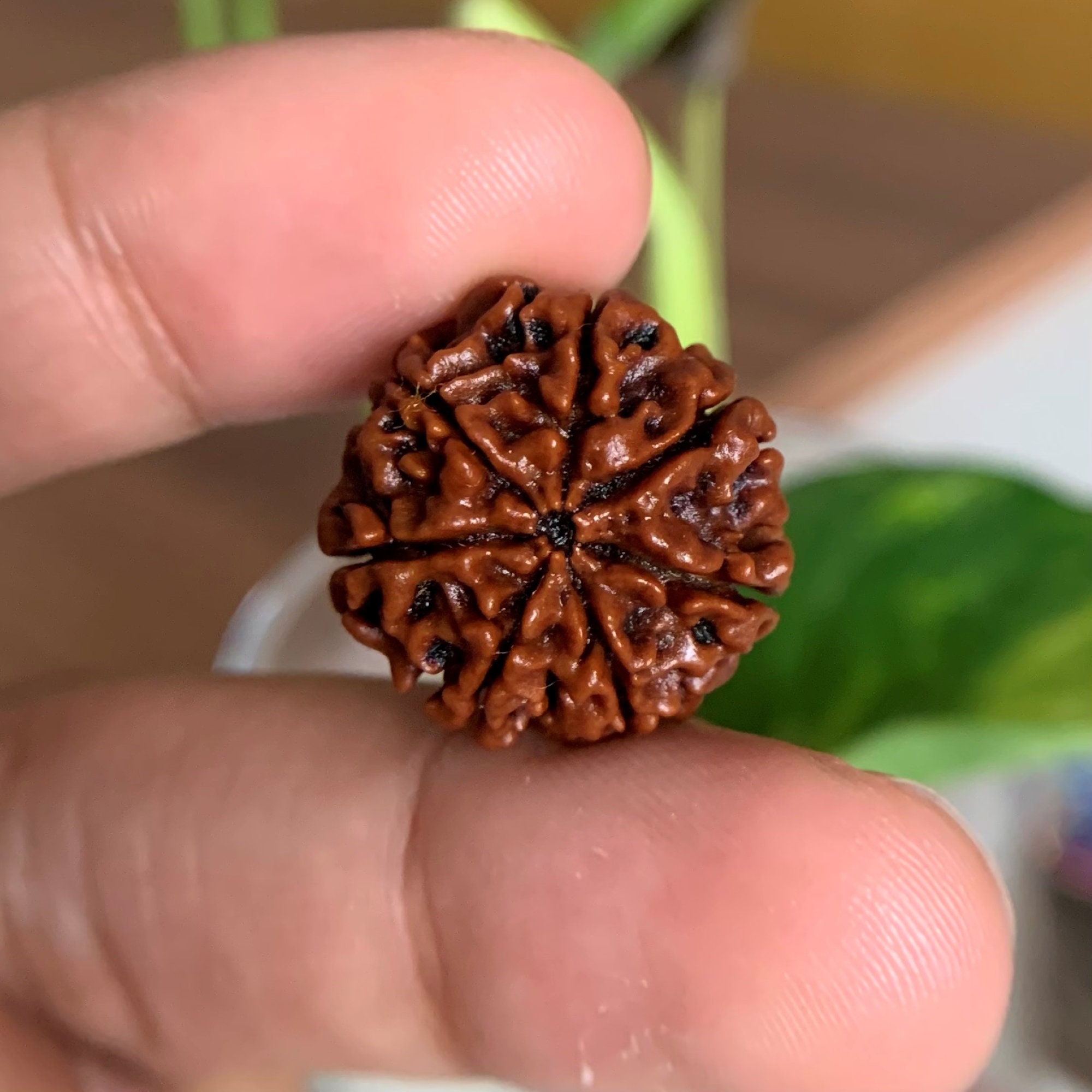 7-face Nepali Rudraksha for Wealth Authentic X-ray Certified 21mm ...
