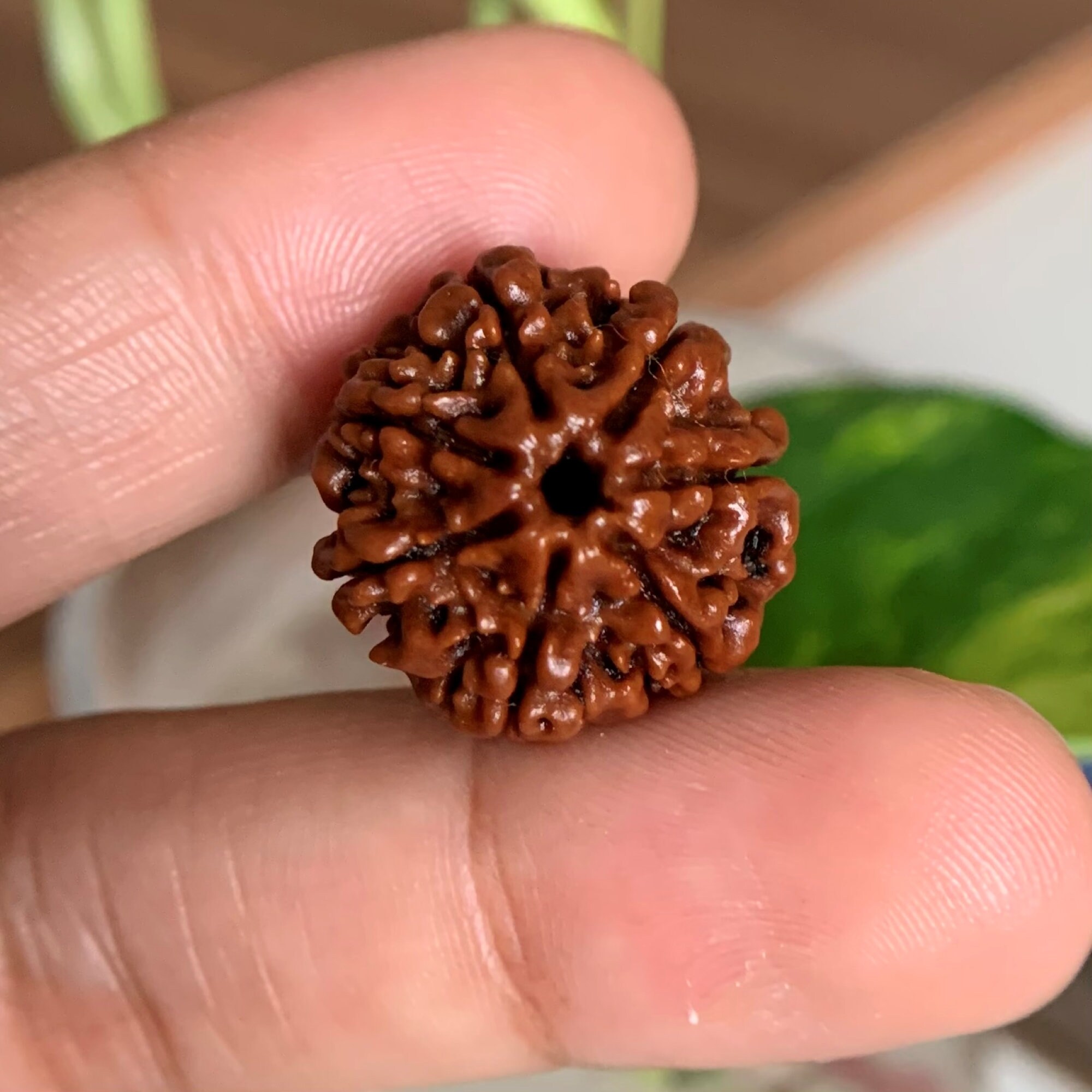 7-face Nepali Rudraksha for Wealth Authentic X-ray Certified 21mm ...