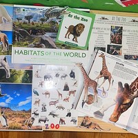 Big Cats Unit Study | Preschool & Kindergarten Learning Binder | Lions ...