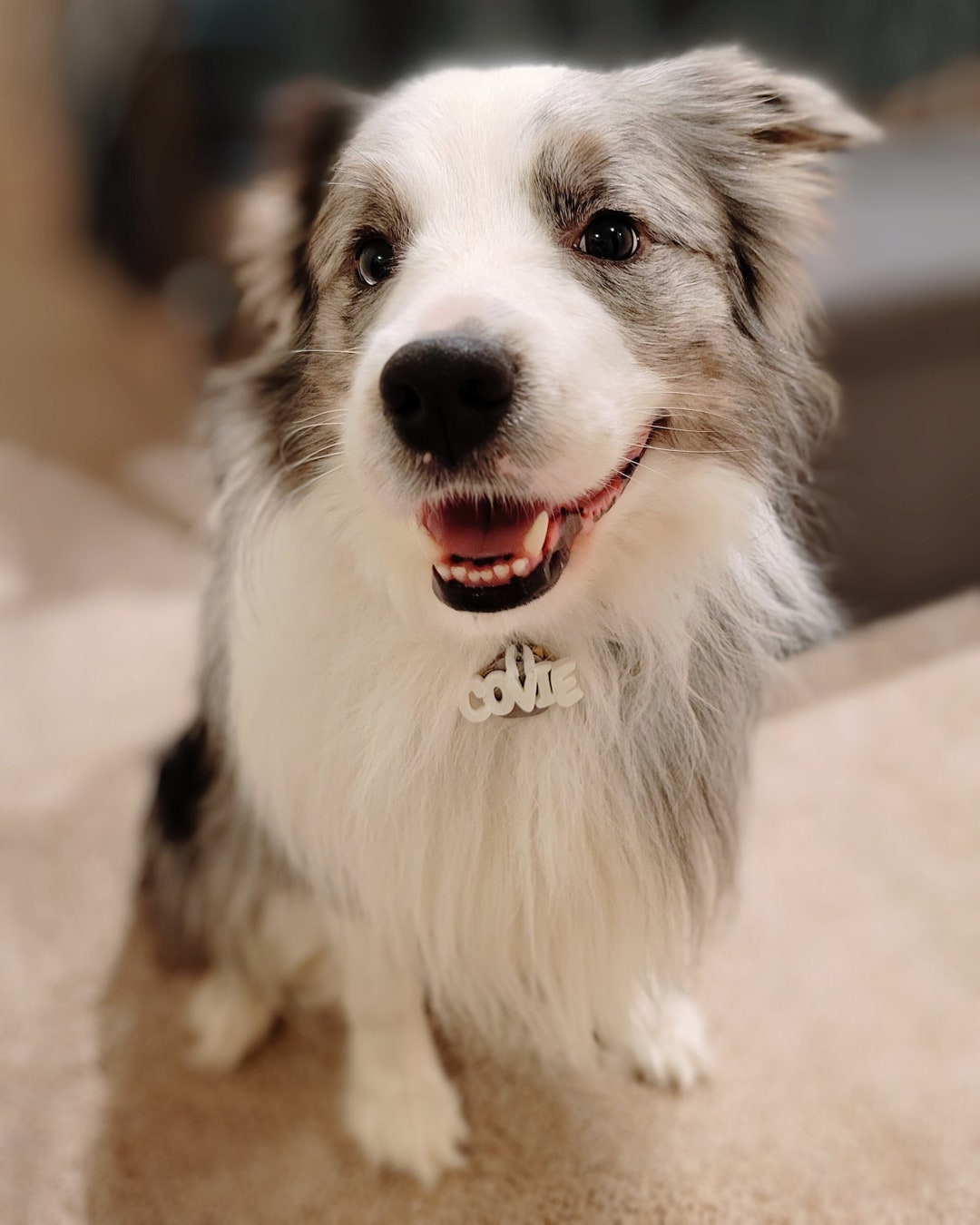 Pet Collar Name Tag 3D Printed Custom Personalized Dog Puppy Cat Rabbit ...