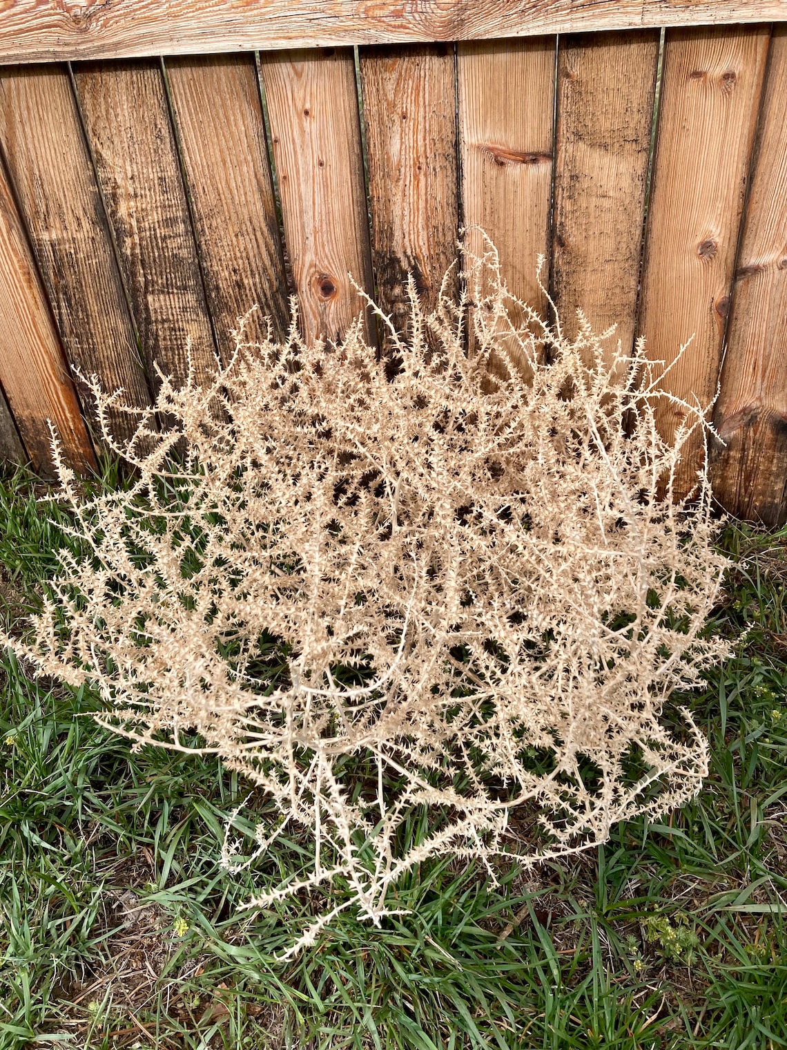 Tumbleweed - Etsy
