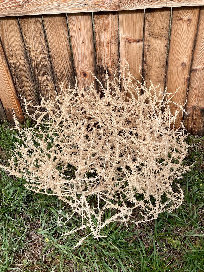 Tumbleweed - Etsy