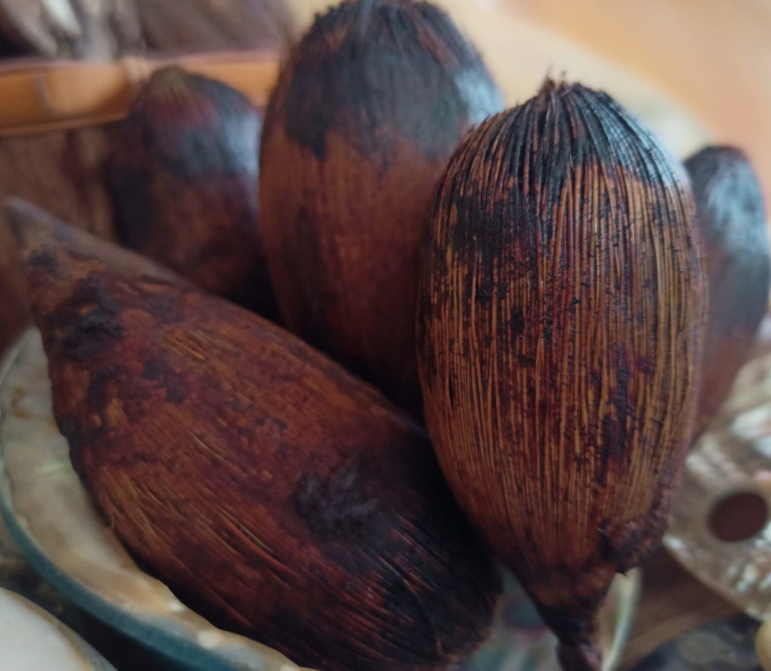 Black Color of Fibrous Natural Rough Kuka Nut Coquilla Nut - Etsy
