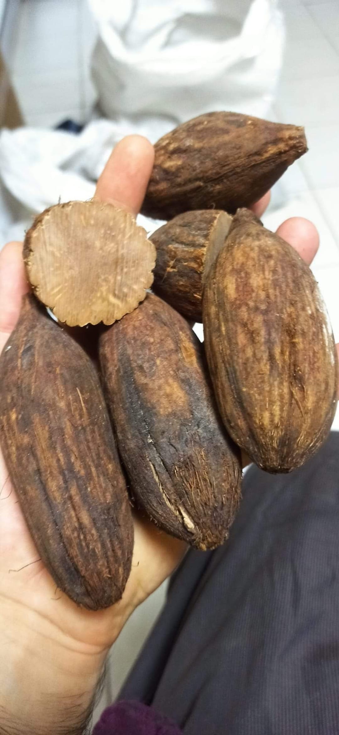 Special Seedless Natural Rough Kuka Nut Coquilla Nut Kaukah - Etsy
