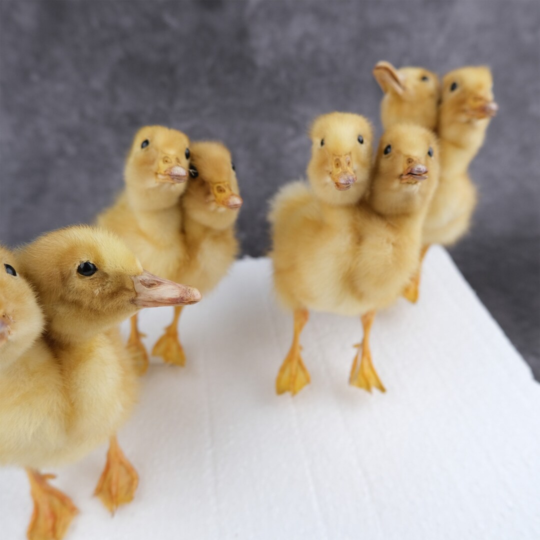 2 Headed Duck Taxidermy Little Yellow Duck Specimen Real Thriller ...