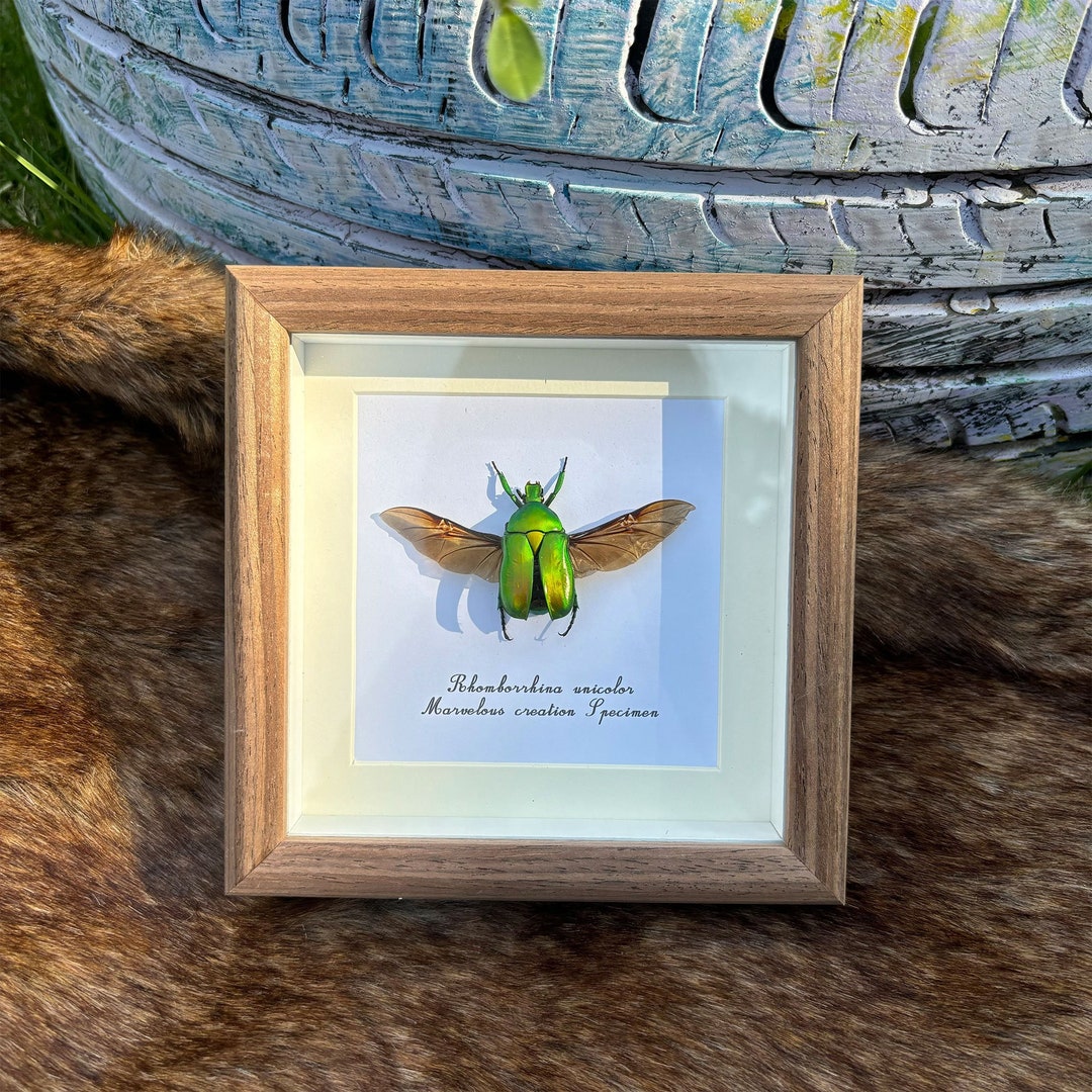 Real Insect Specimens Frames, Insect Specimens in Solid Wood Frames ...
