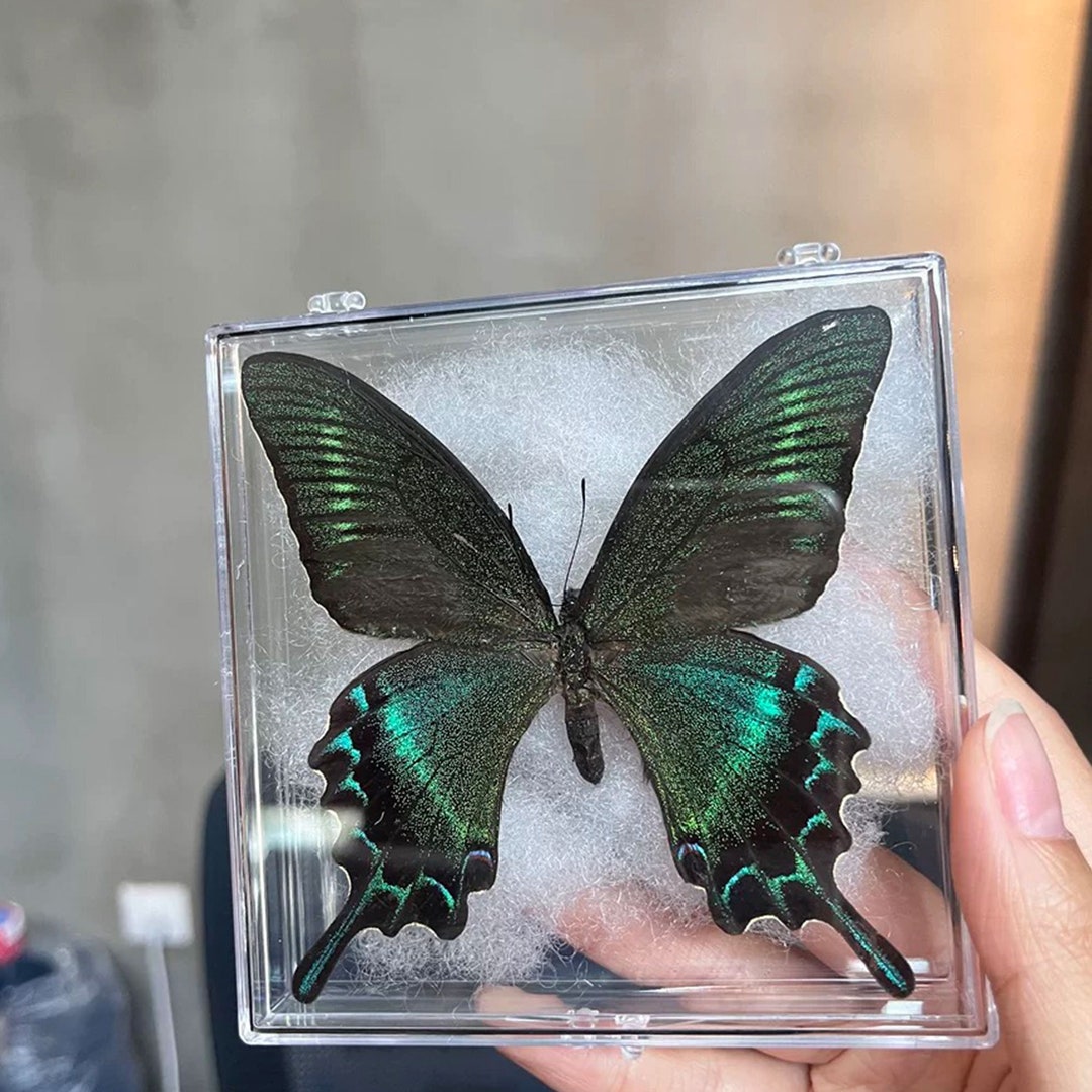 Real Butterfly Specimen, Papilio Entomology, Taxidermy Nature ...
