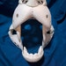 Saber (smilodon) Fur Suit Head-base, Eyes, and Teeth - Etsy