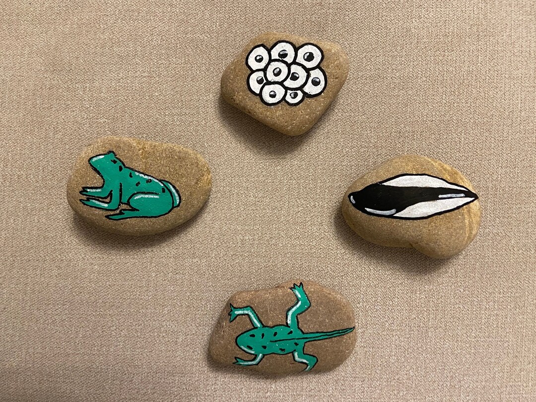 Frog Life Cycle Stones - Etsy
