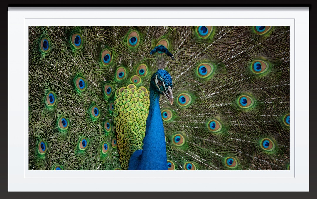 Peacocks, DIGITAL DOWNLOAD, PRINTABLE Art, Large Wall Art - Etsy