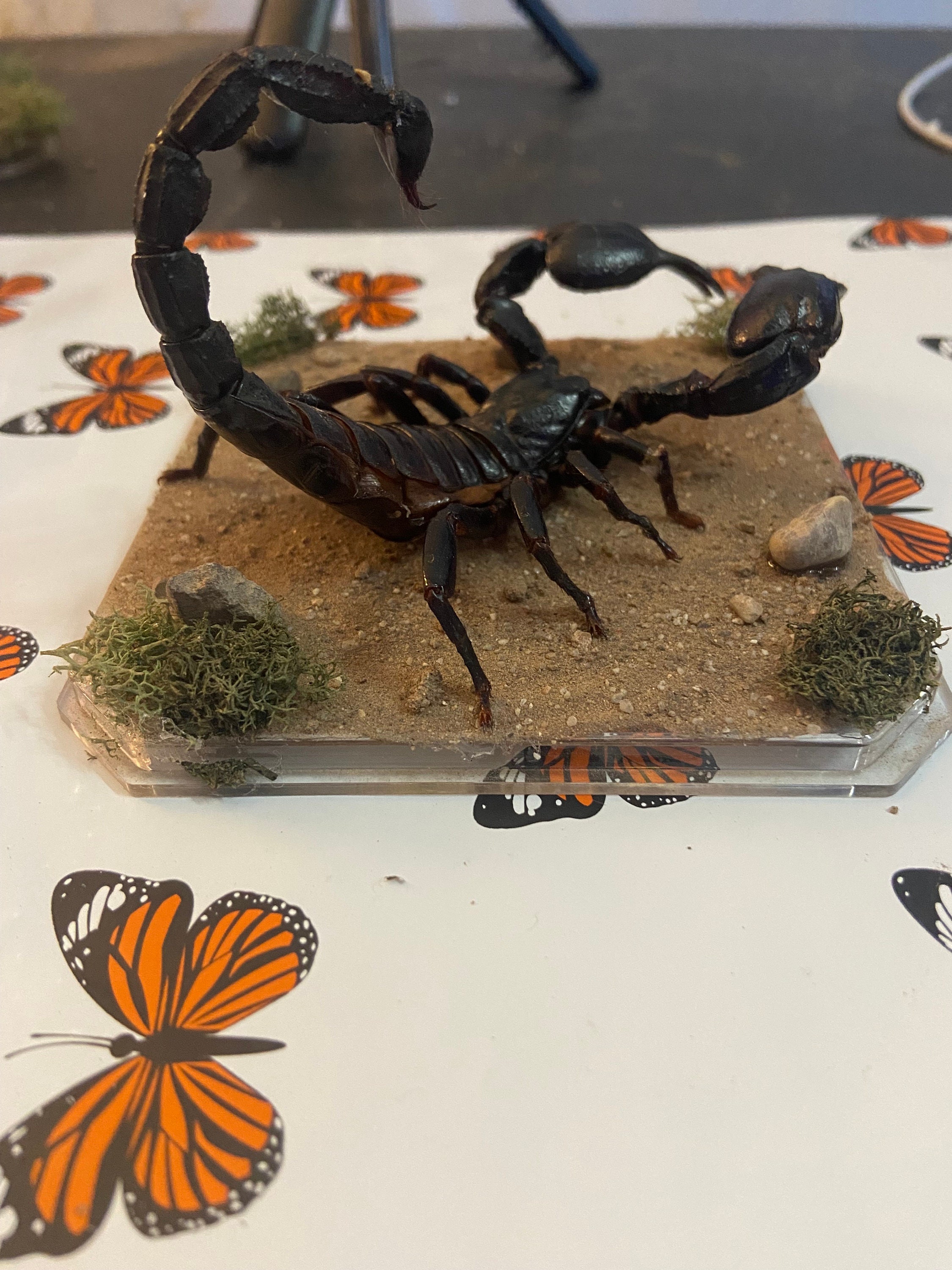 Scorpion on Display - Etsy