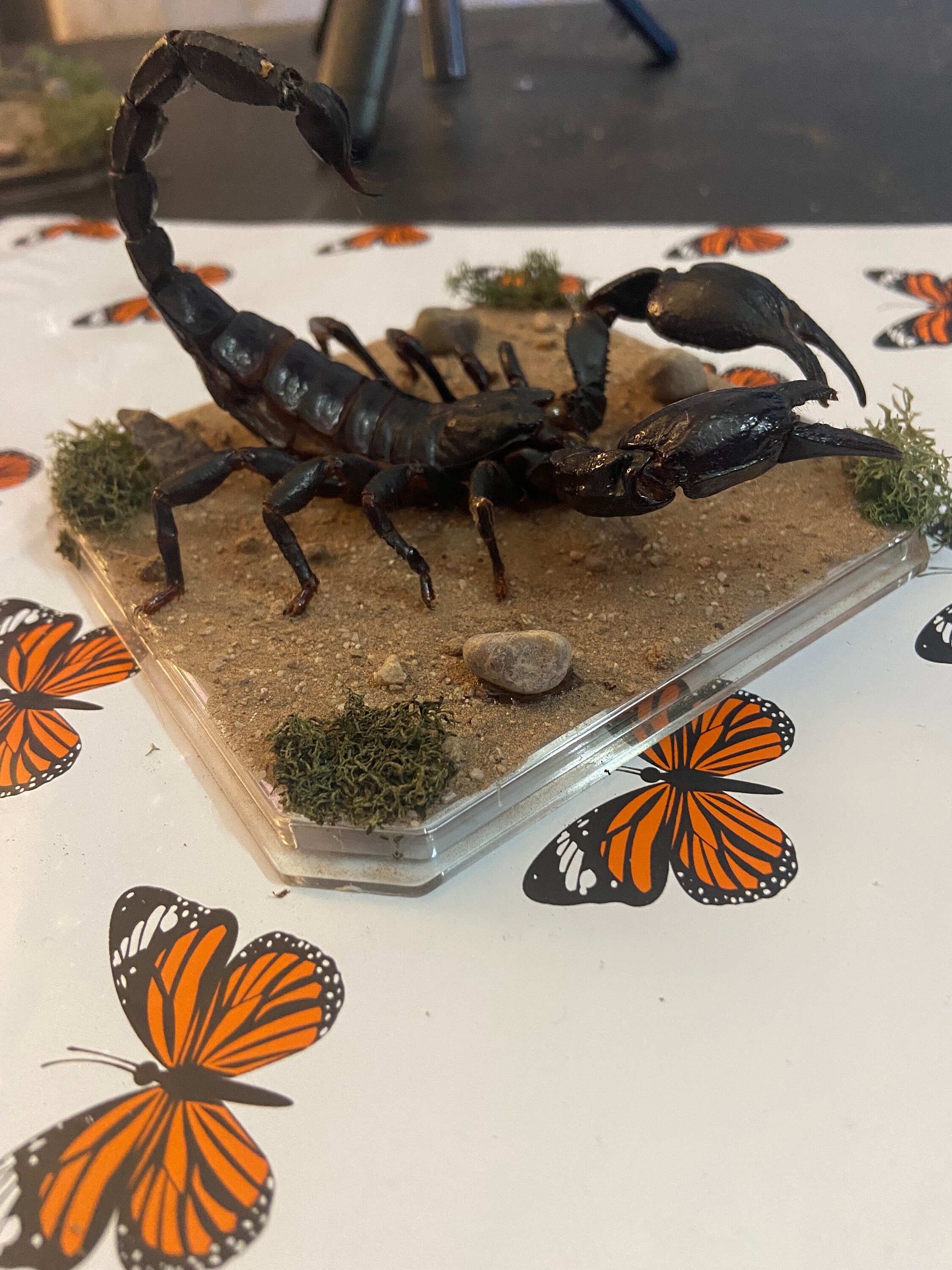 Scorpion on Display - Etsy