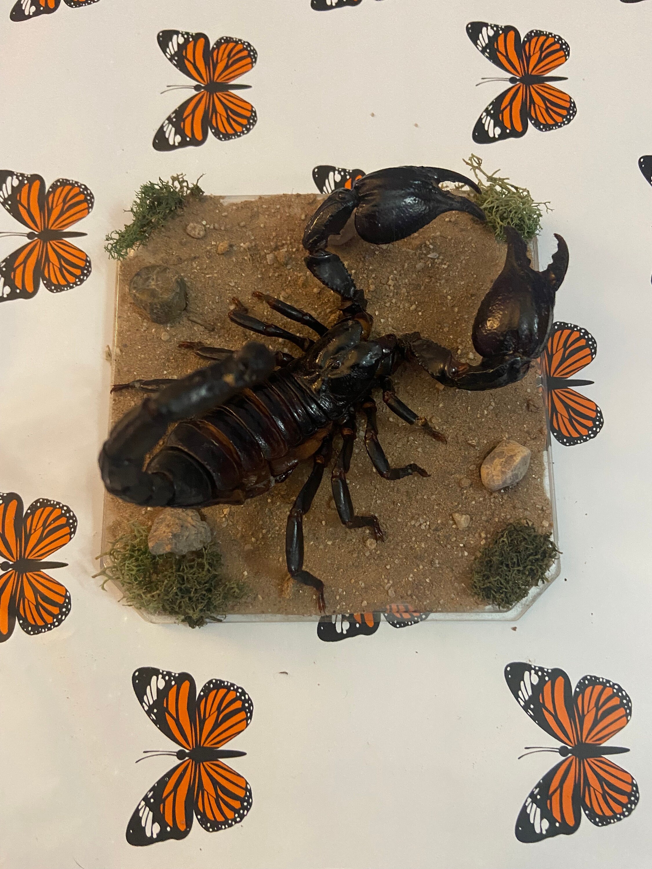 Scorpion on Display - Etsy