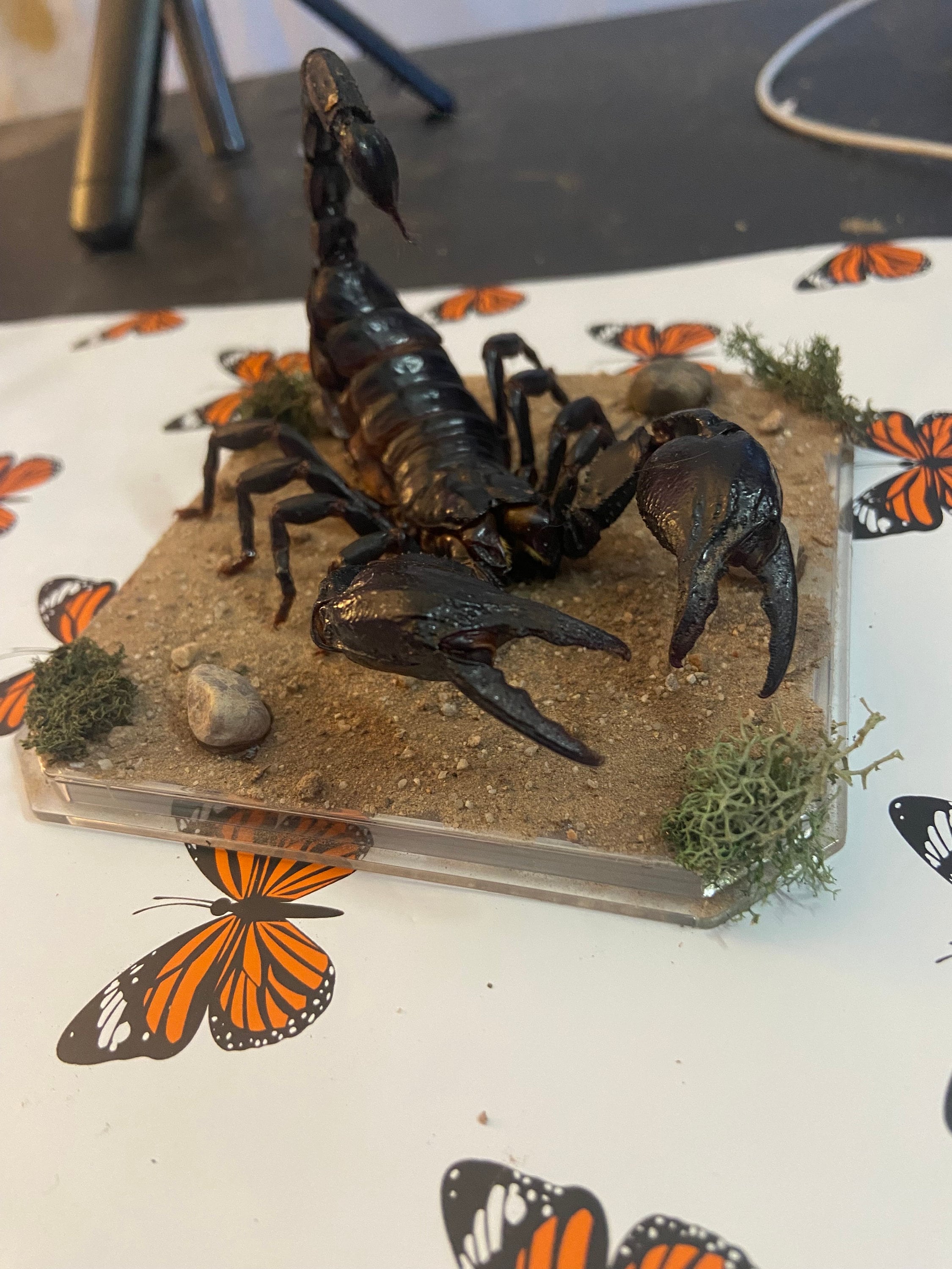 Scorpion on Display - Etsy