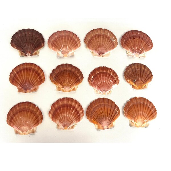 Sea Shell Place Card - Etsy