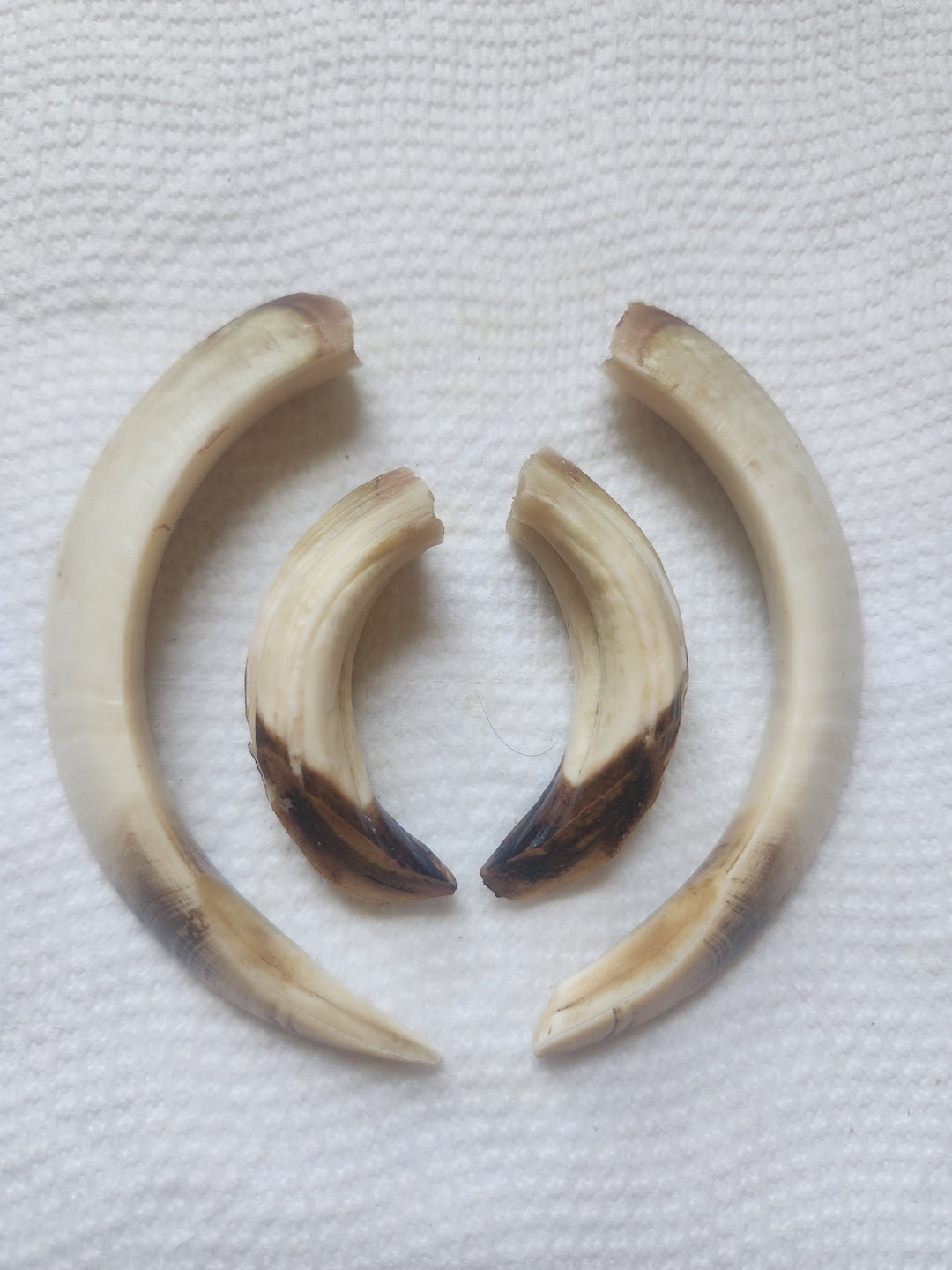 P023 Pig Fangs Pig Teeth Boar Fangs Boar Teeth Hog Fangs - Etsy