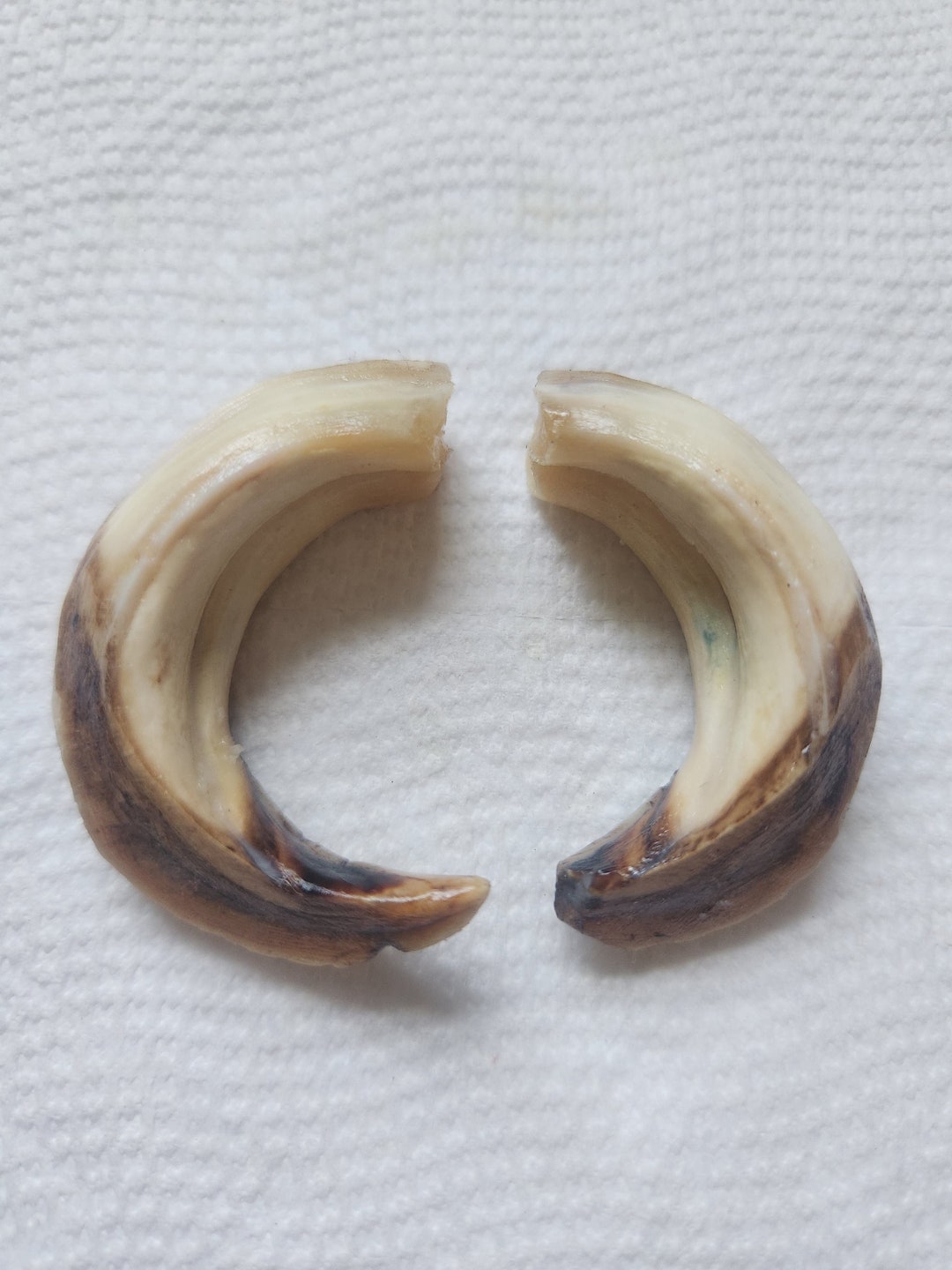 P021 Pig Fangs Pig Teeth Boar Fangs Boar Teeth Hog Fangs - Etsy