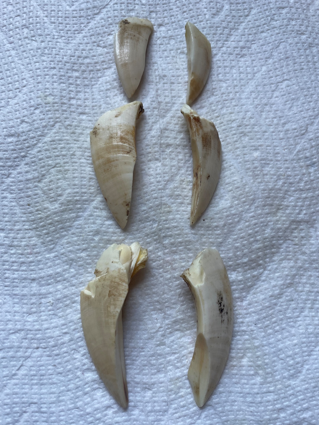 P034 Pig Fangs, Pig Teeth, Boar Fangs, Boar Teeth, Hog Fangs, Hog Teeth ...