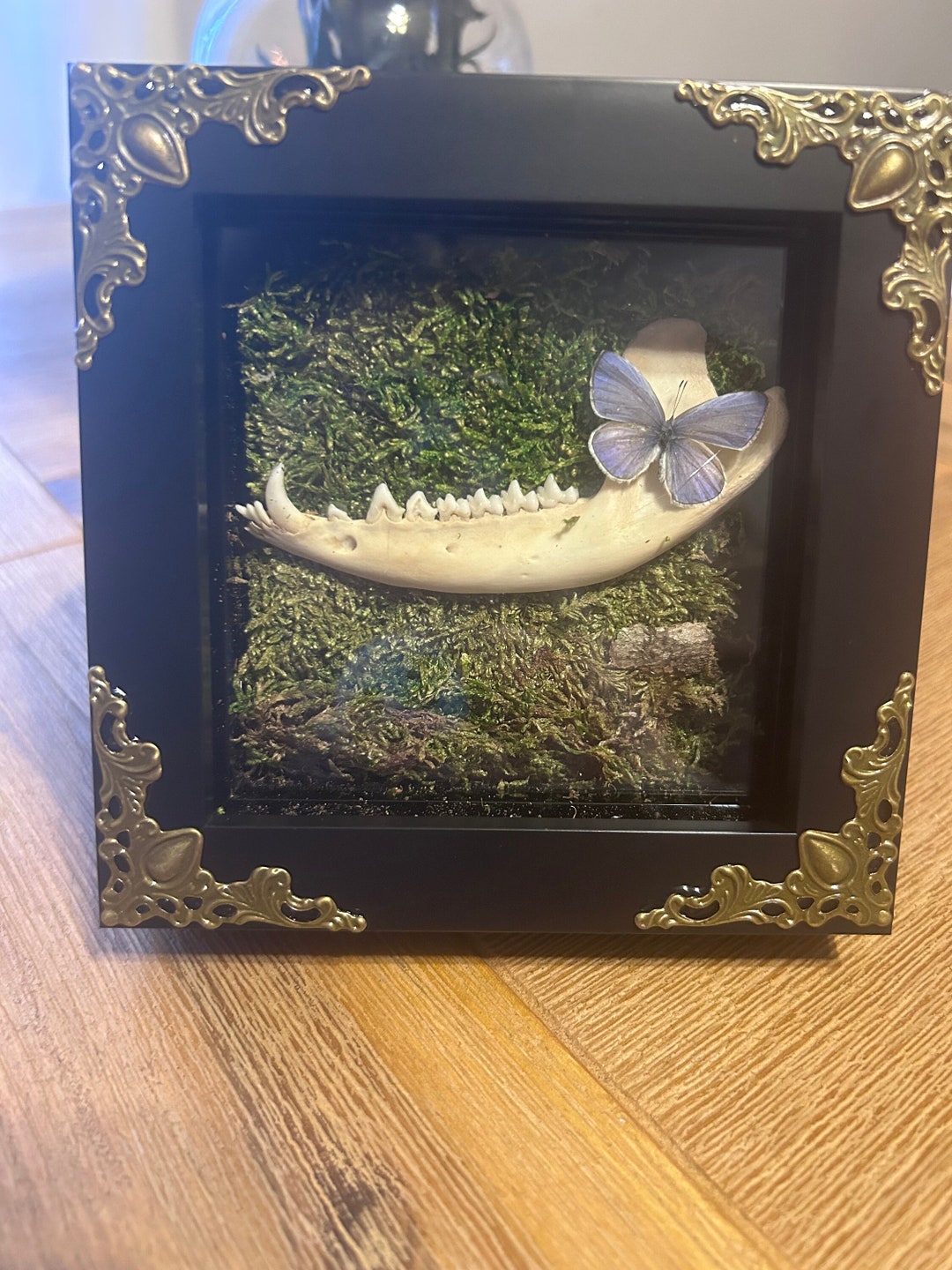 Possum Jaw Bone Display With Mini Butterfly - Etsy