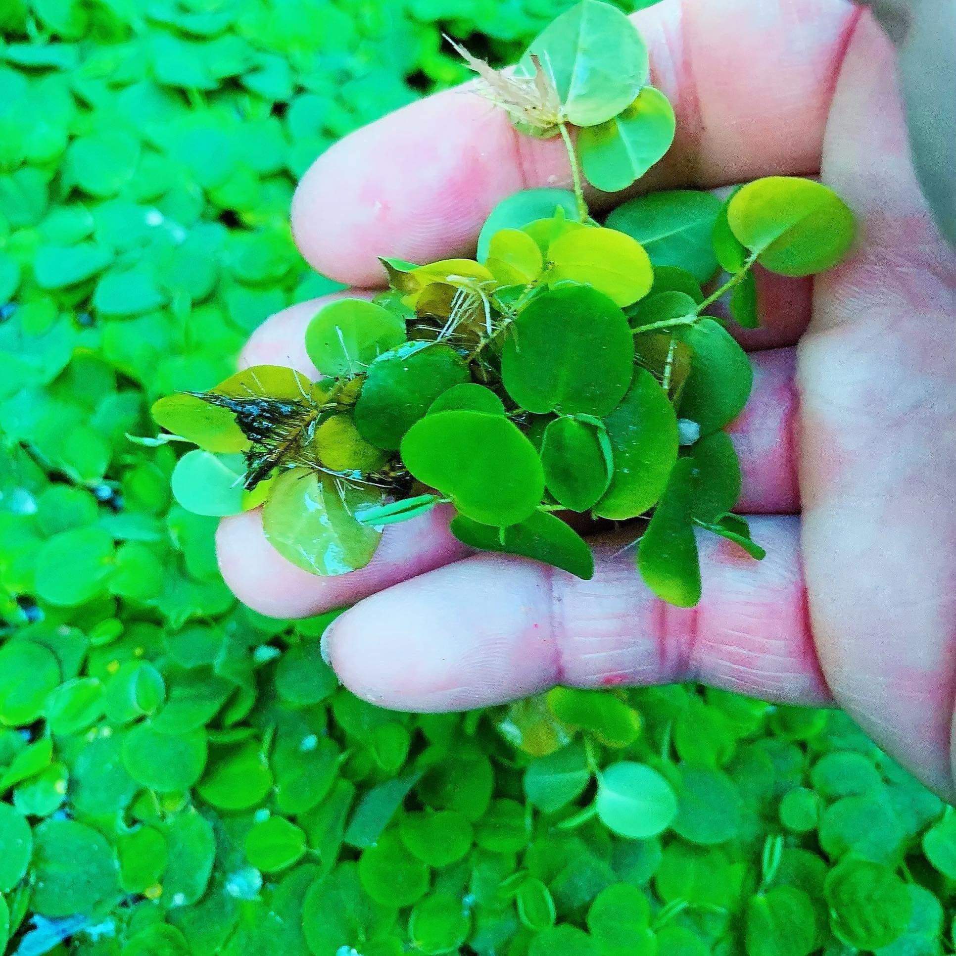 50 Leaf Red Root Floaters Live Floating Aquarium Plant Buy 2 - Etsy