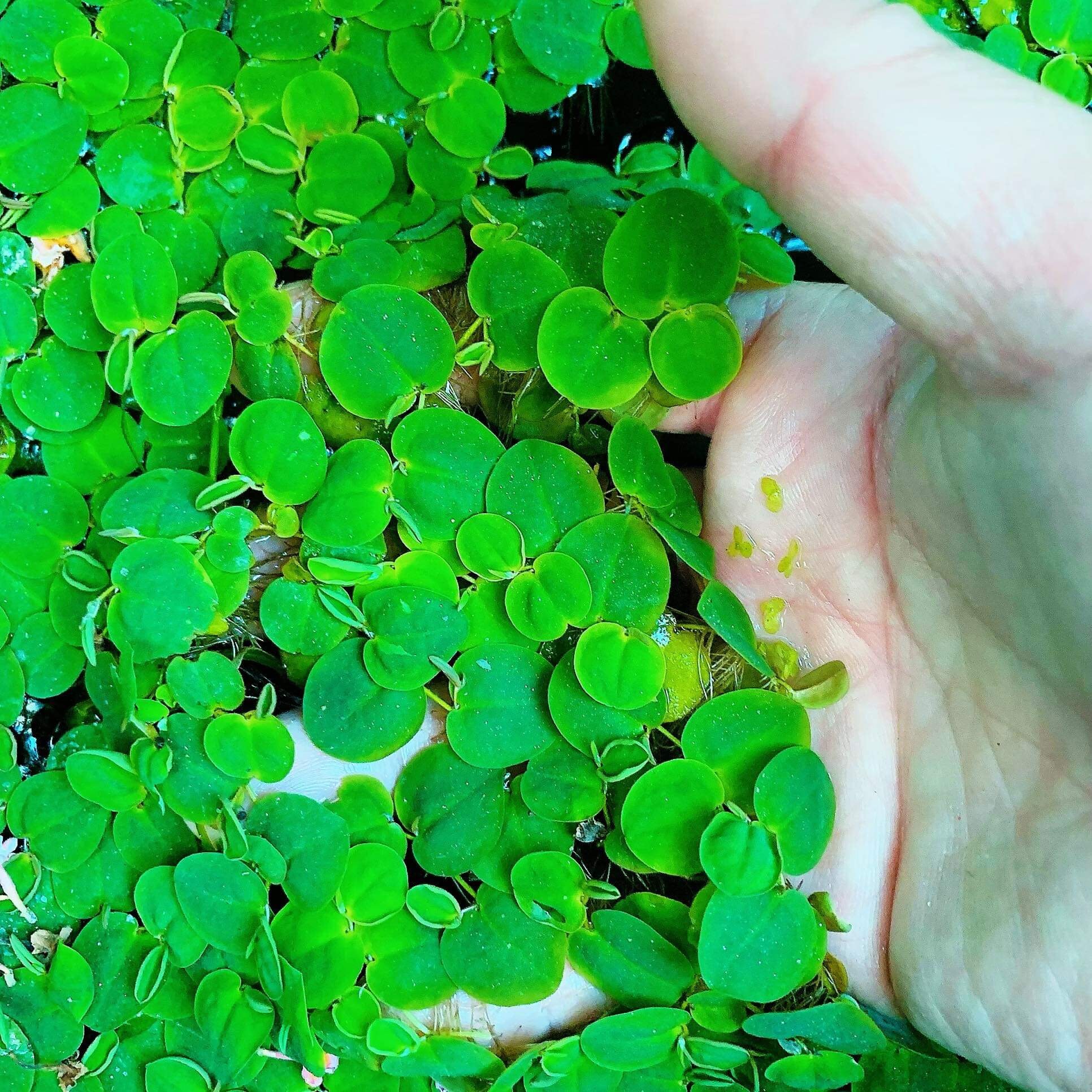 50 Leaf Red Root Floaters Live Floating Aquarium Plant Buy 2 - Etsy