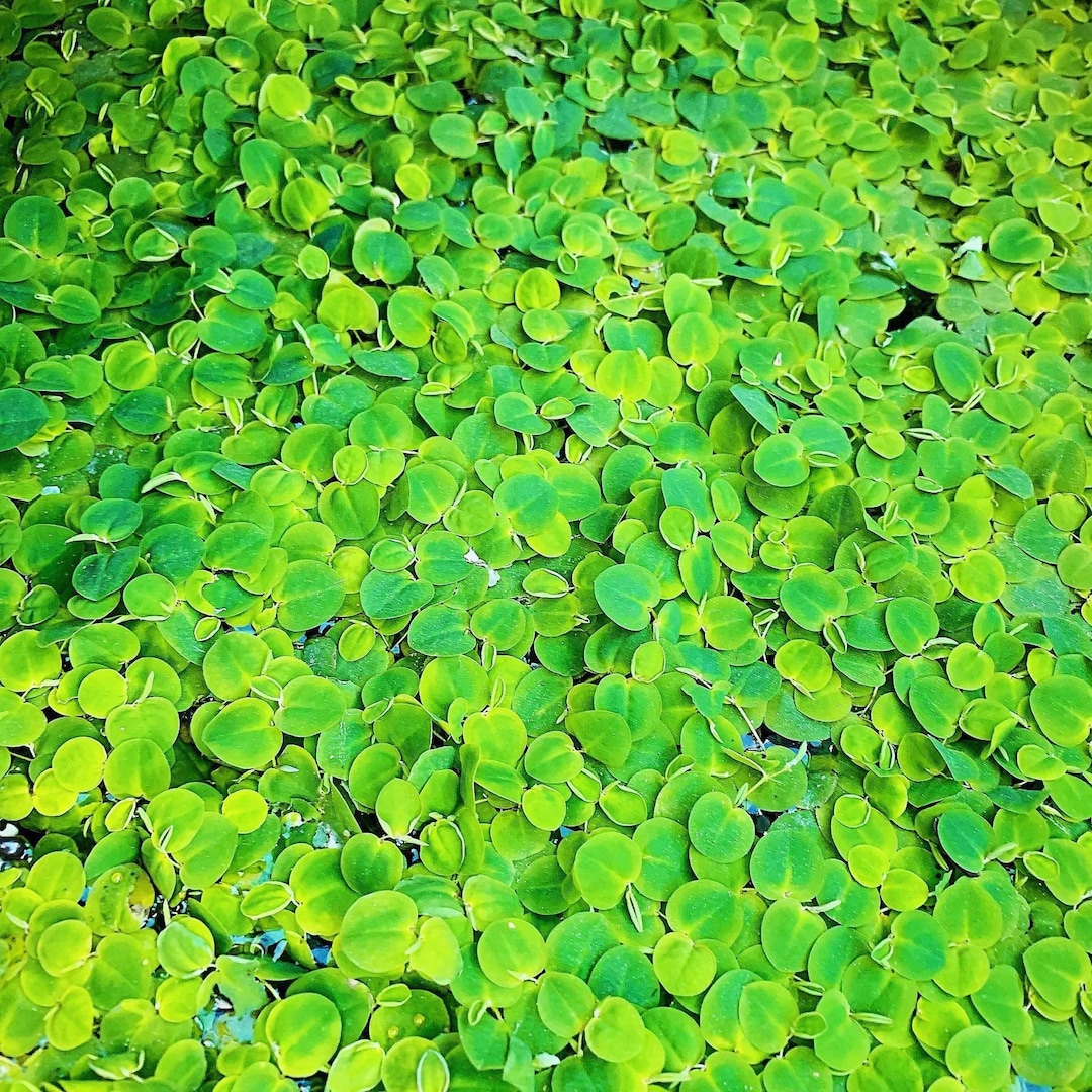 50 Leaf Red Root Floaters Live Floating Aquarium Plant Buy 2 - Etsy