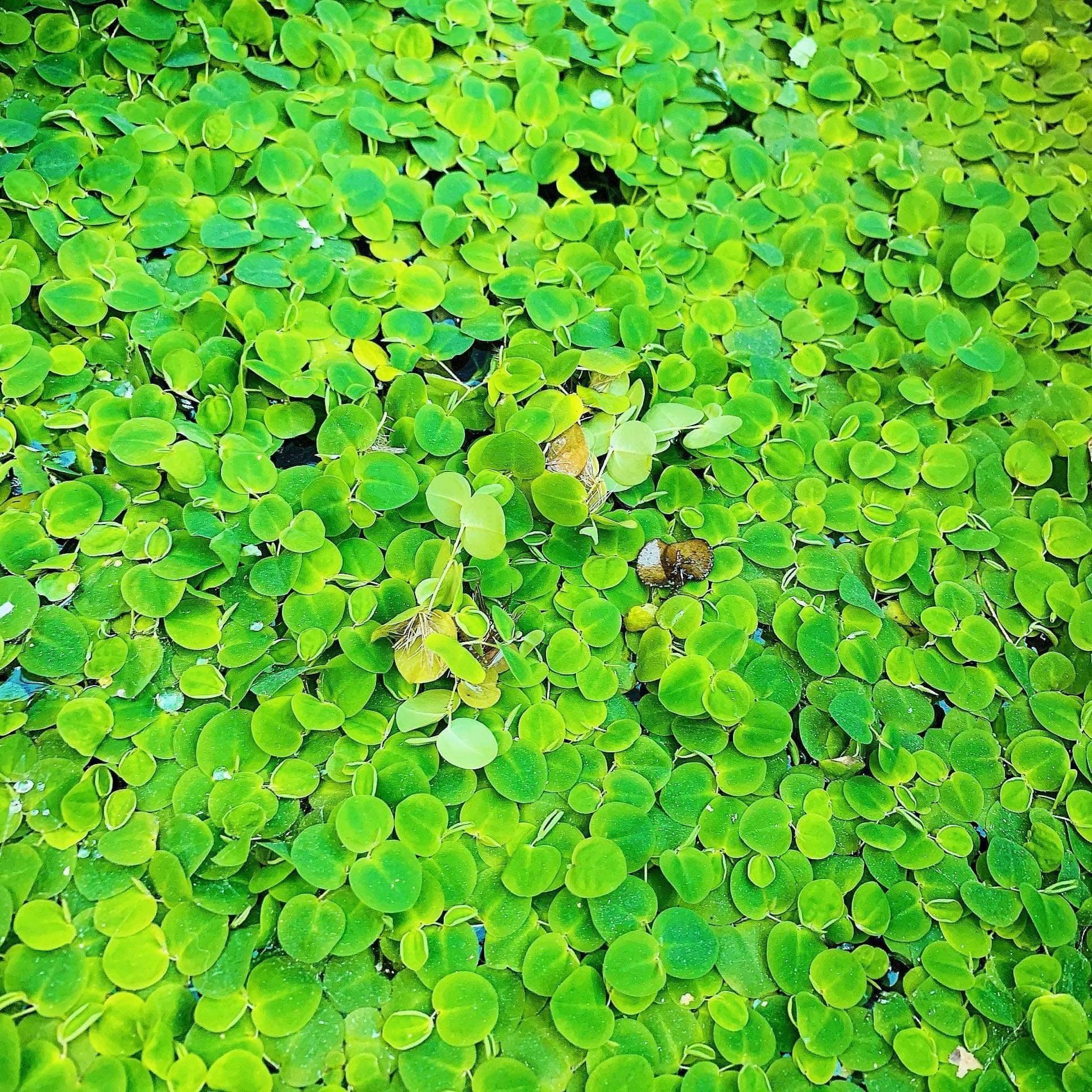 50 Leaf Red Root Floaters Live Floating Aquarium Plant Buy 2 - Etsy
