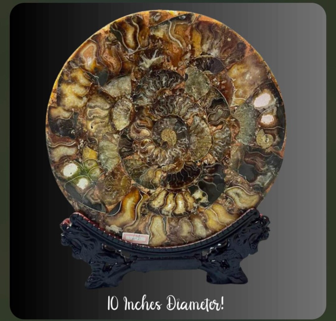 Ammonite Fossil Plate Slab With Carved Stand - Etsy