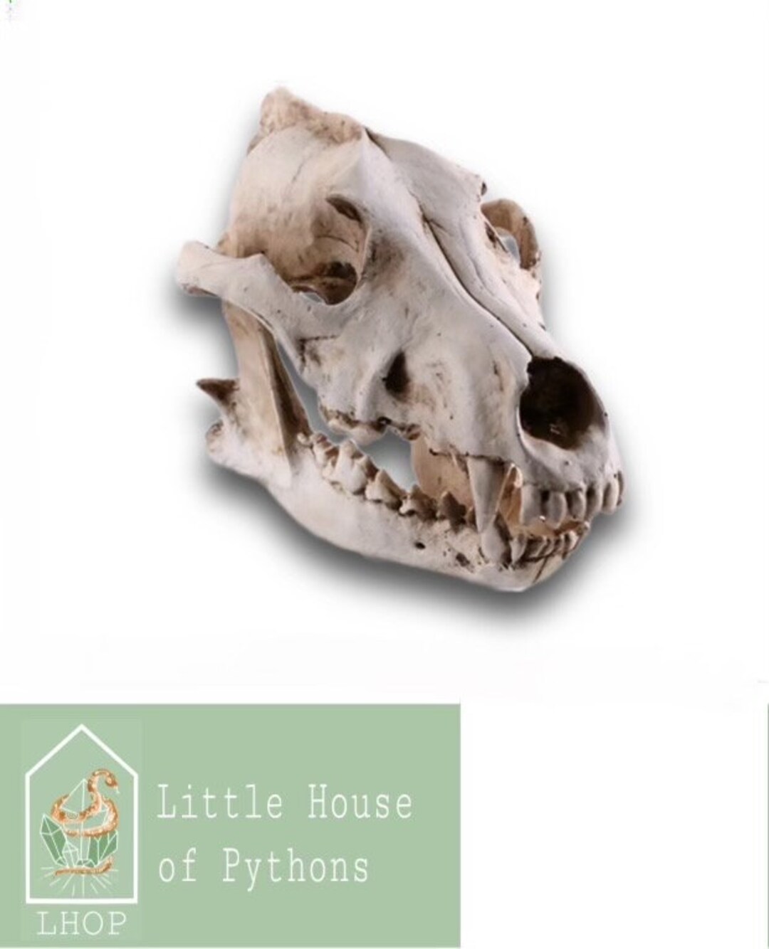 Dire Wolf Faux Skull Hide - Etsy