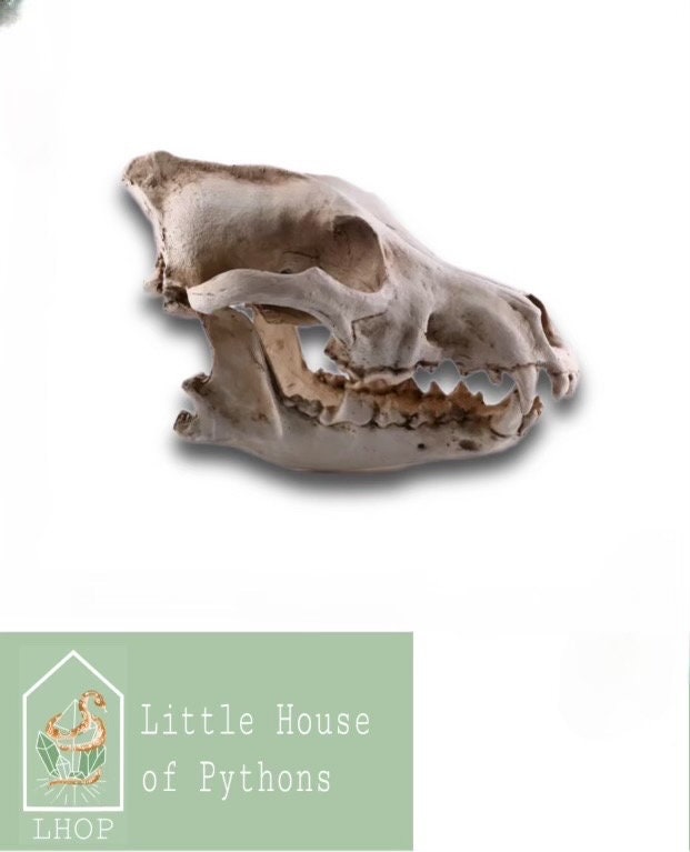 Dire Wolf Faux Skull Hide - Etsy