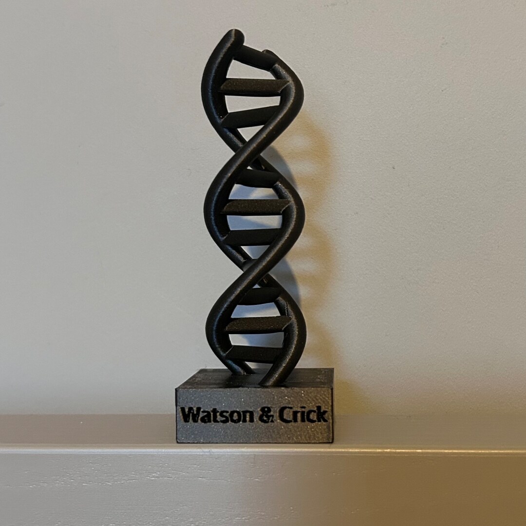 3D Printed DNA Model DNA Helix DNA Decor Teachers Gift Kids Gift - Etsy