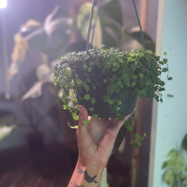 String of Frogs Plant - Etsy