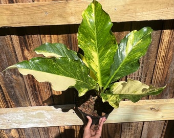 Anthurium Renaissance Variegation. Hybrid Seedling Size 3-5 Inch - Etsy