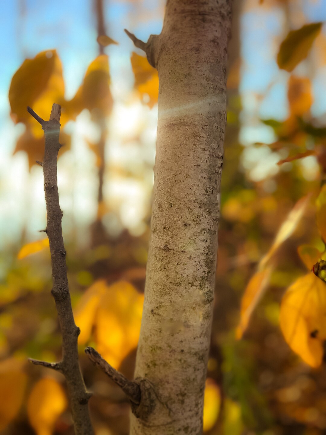 Birch Tree Print Birch Tree Wall Décor Sunrise Wall Art - Etsy