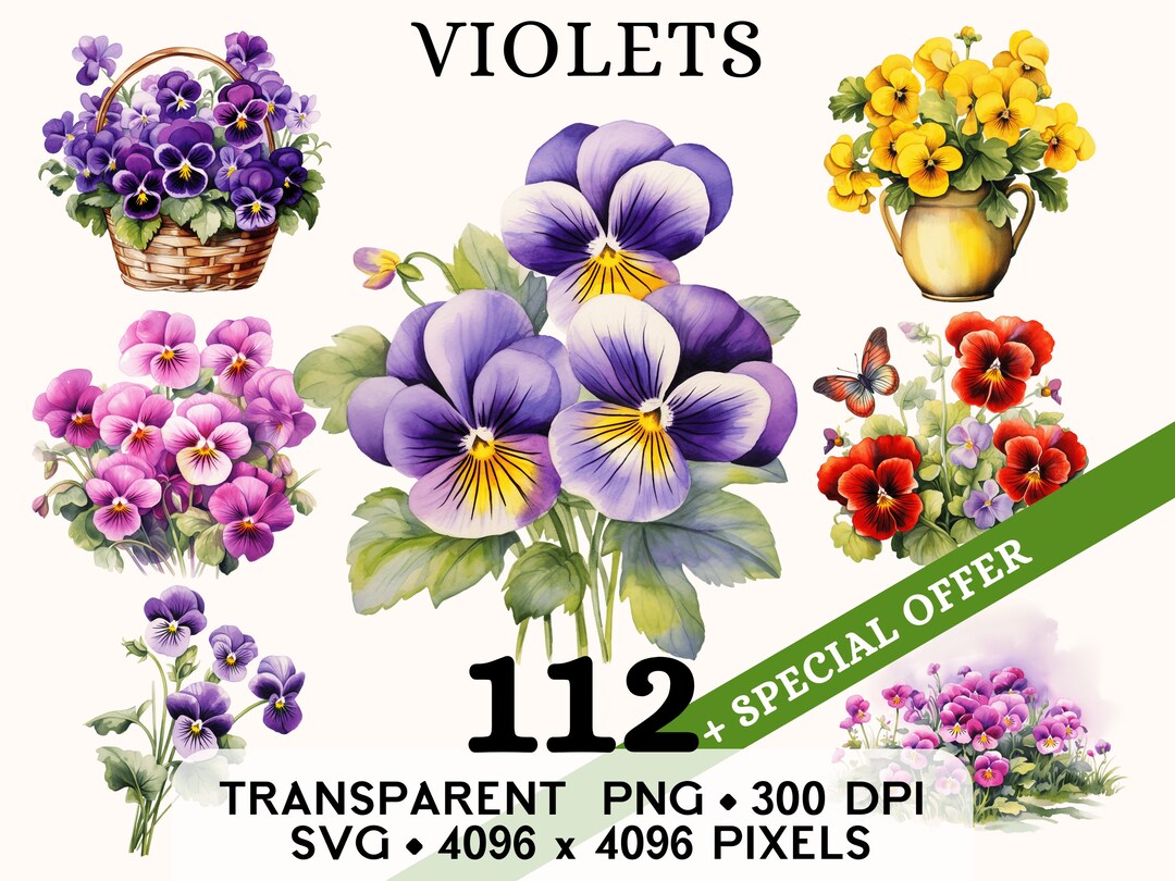 Violet Clipart, Pansy Viola Birth Flower Watercolor Clip Art, Spring ...