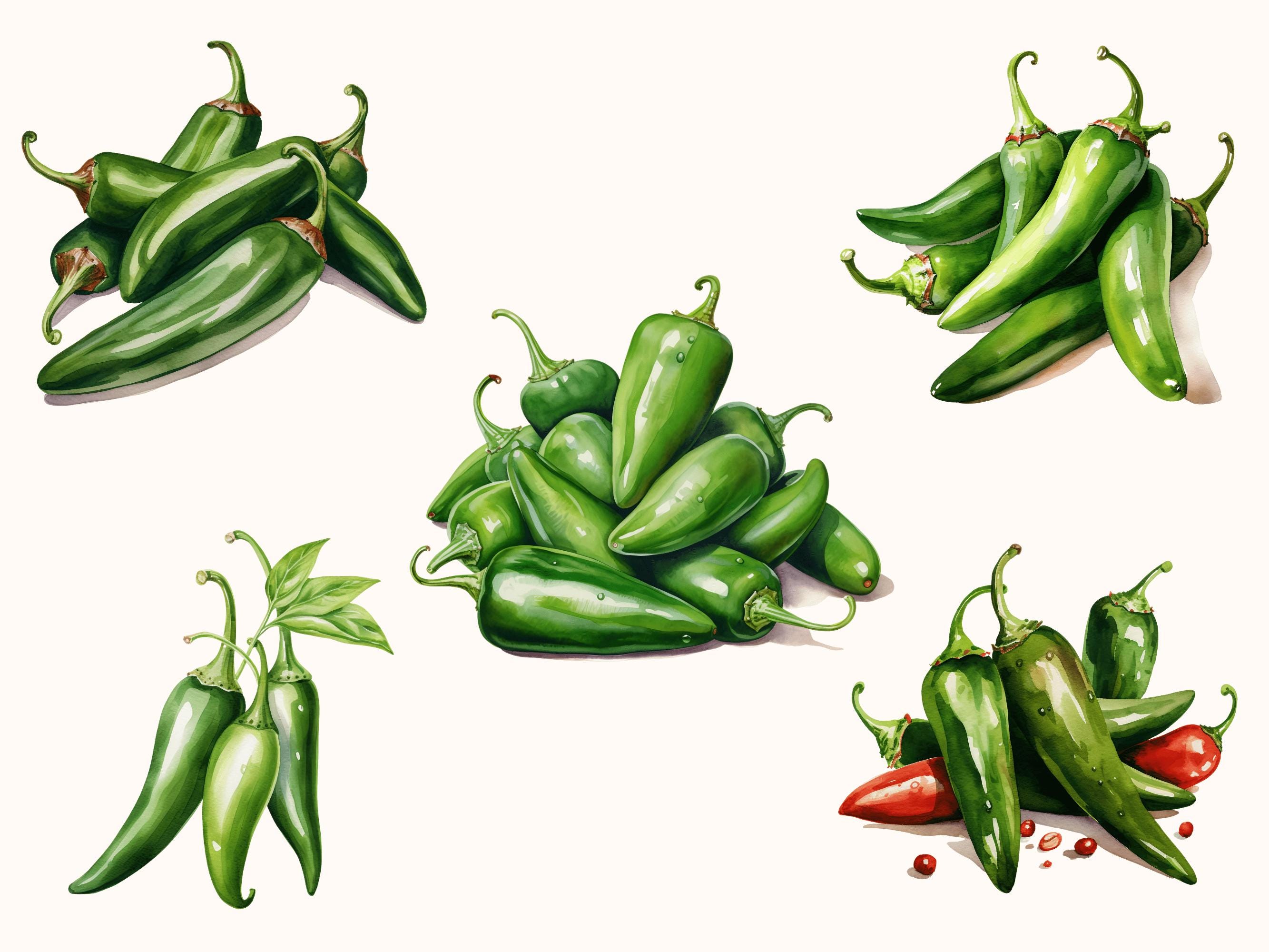 Jalapenos Clipart, Vegetable Watercolor Spicy Chili Pepper Clip Art ...