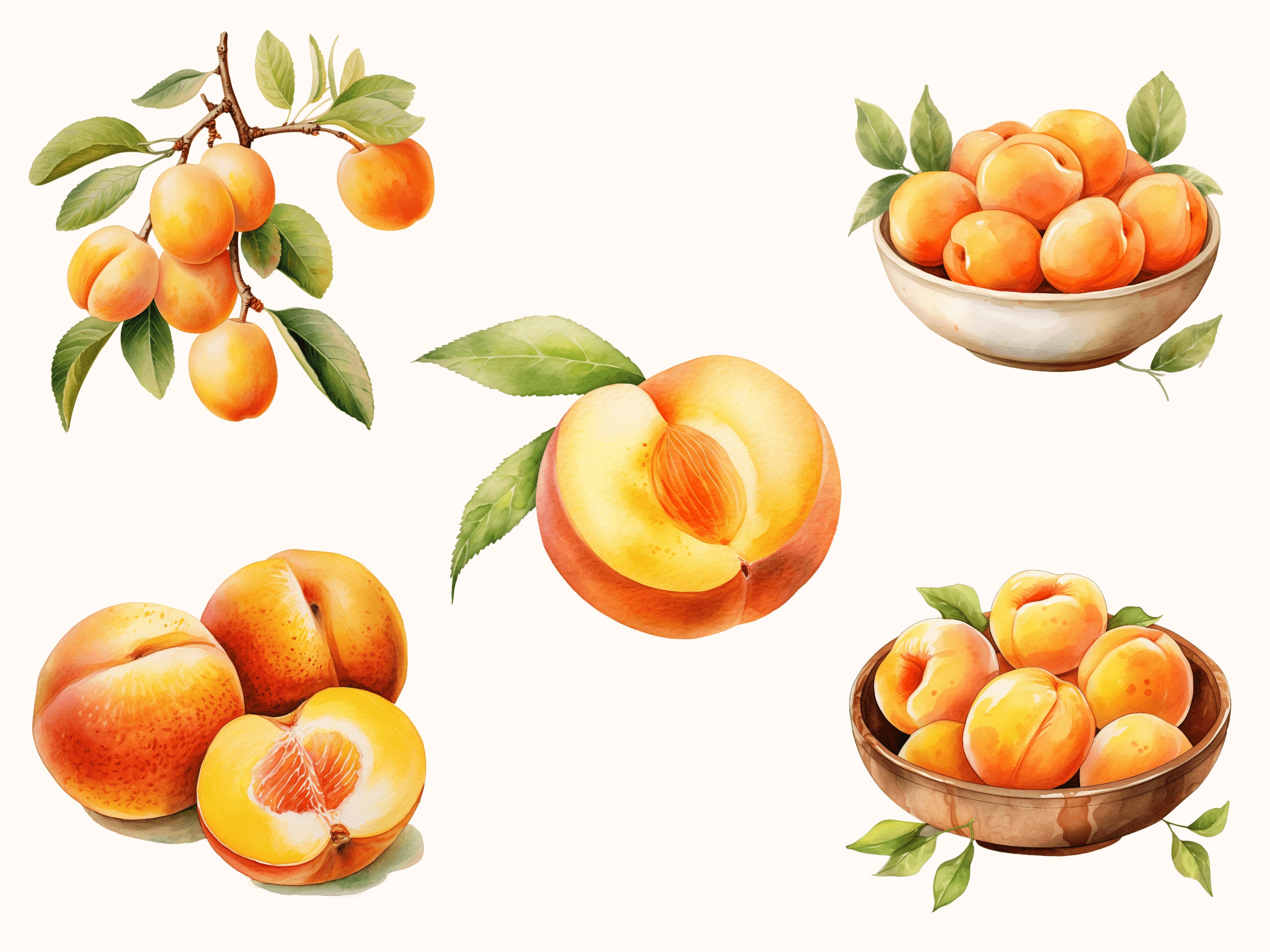 Apricot Clipart, Fruit Watercolor Apricot Basket Clip Art, Exotic Food ...